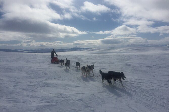 Dogsledding in the Heart of Alaska - An In-Depth Look at the Dogsledding Tour