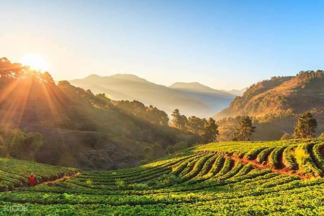 Doi Inthanon Day Trip from Chiang Mai including Karen Hill Tribe & Twin Pagodas - Final Thoughts