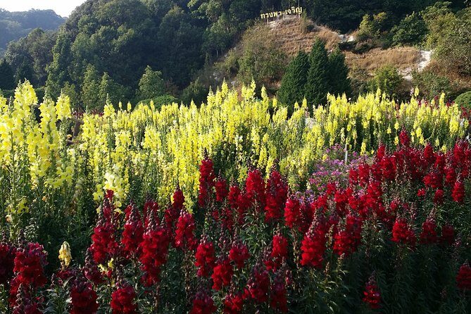 Doi Inthanon National Park and Hiking - Who Should Book This Tour?