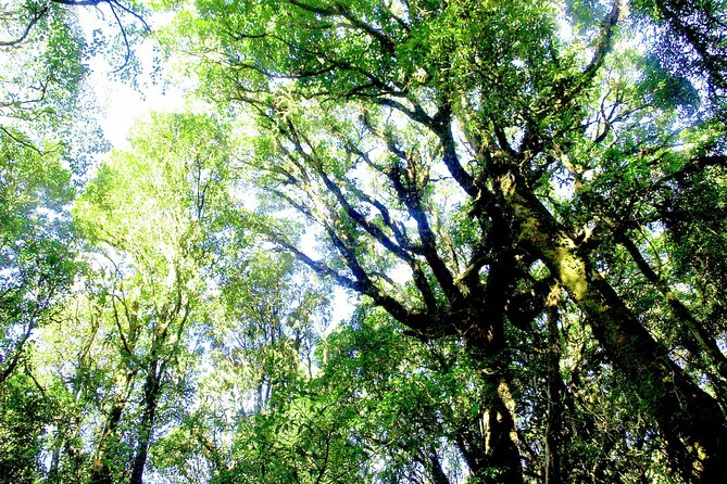 Doi Inthanon National Park, Waterfall & Royal Project Day Tour From Chiang Mai - Practical Tips for Travelers