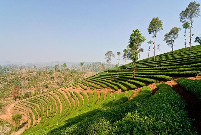 Doi Mae Salong and Mae Sai Explored - Doi Mae Salong and Mae Sai Explored: A Practical Look at the Chiang Rai Region