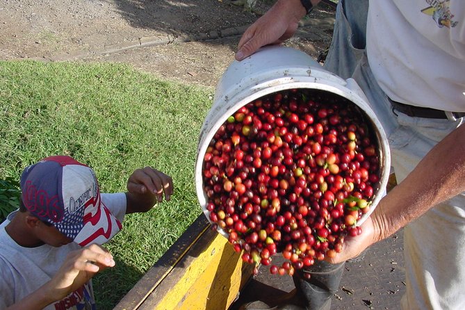 Doka Coffee Tour, Poas Volcano and La Paz Waterfall Day Trip From San Jose - Tour Overview