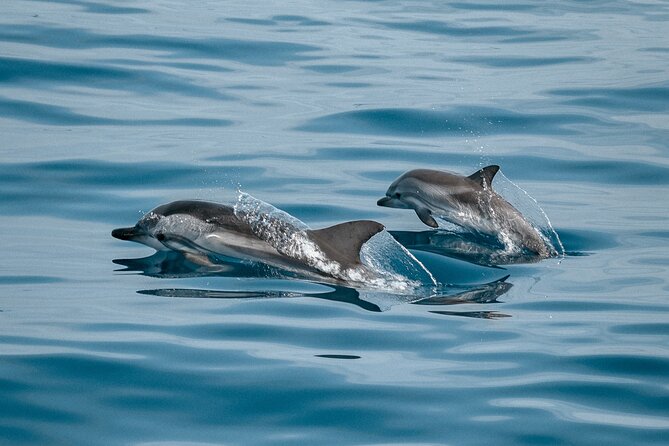 Dolphin Adventure in Sotogrande with Drink Included - An In-Depth Look at the Dolphin Adventure in Sotogrande
