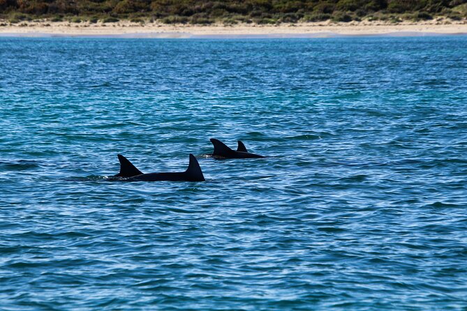 Dolphin Adventure in Sotogrande with Drink Included - Who Should Consider This Tour?