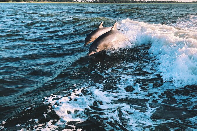 Dolphin Adventure in Sotogrande with Drink Included - FAQ