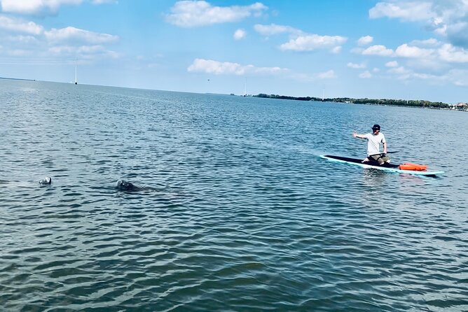 Dolphin and Manatee Adventure Tour of Merritt Island - Tour Overview and Details
