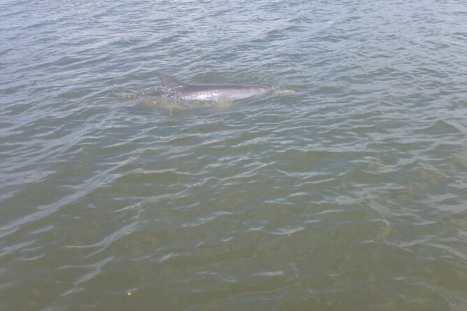 Dolphin and Manatee Adventure Tour of Merritt Island - Guided Tour With Knowledgeable Leader
