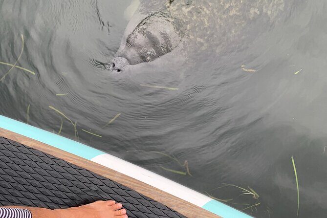 Dolphin and Manatee Adventure tour of Osprey with Florida History - The Sum Up
