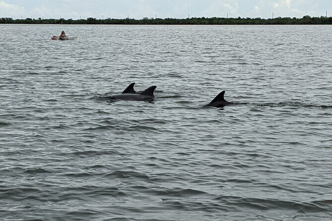 Dolphin and Manatee Clear Kayak or Paddleboard Tour - Exploring the Indian River Lagoon