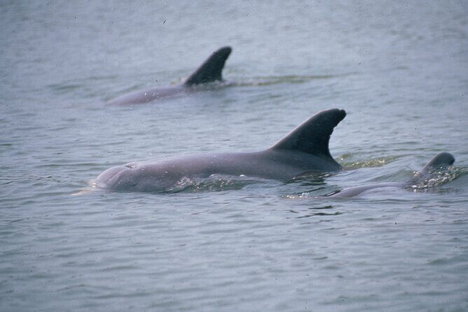 Dolphin and Manatee Clear Kayak or Paddleboard Tour - The Experience Itself