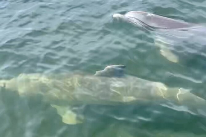 Dolphin and Manatee Kayak and SUP Adventure Tour of Cocoa Beach - Relaxed and Leisurely Pace