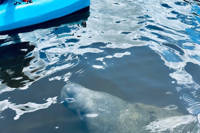 Dolphin and Manatee Kayak and SUP Adventure Tour of Cocoa Beach - Feedback and Recommendations From Travelers