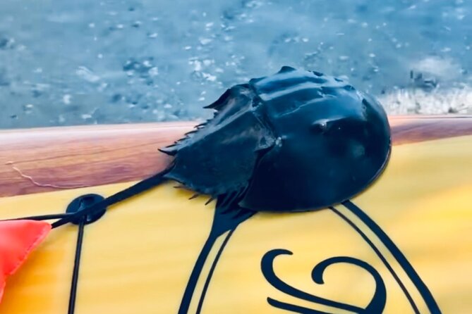 Dolphin and Manatee Kayak and SUP Adventure Tour of Cocoa Beach - Conservation Efforts and Environmental Impact