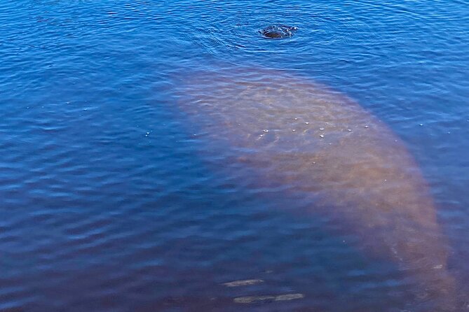 Dolphin and Manatee Kayak Tour of Daytona Beach - Cancellation Policy and Reservation Options