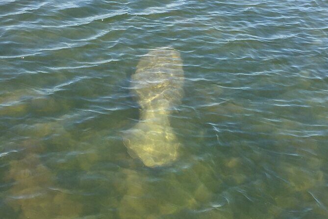 Dolphin and Manatee River Cruise Melbourne, Fl. Tour Time 1030 - What You’ll See and Experience