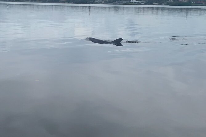 Dolphin and Manatee Tour of Marco Island by Kayak or SUP - Wildlife Encounters on the Tour