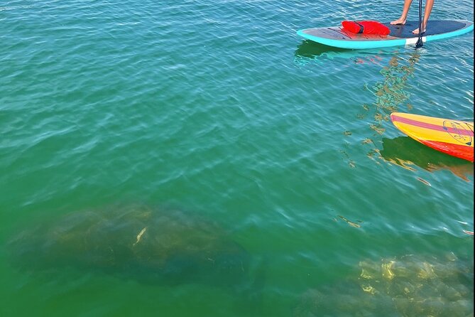 Dolphin and Manatee Tour of Marco Island by Kayak or SUP - Meeting Logistics and Participant Requirements