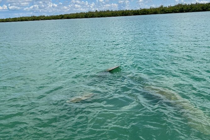 Dolphin and Manatee Tour of Marco Island by Kayak or SUP - Tour Operator and Support Information