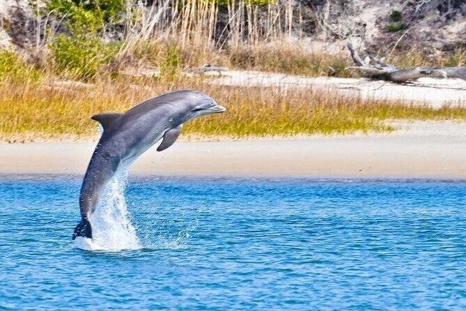 Dolphin and Nature Boat Excursion - Key Points