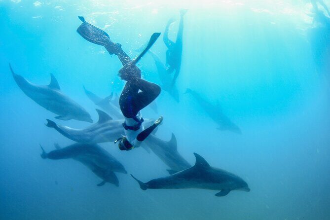 Dolphin and Seal snorkel adventure from Sorrento - Key Points