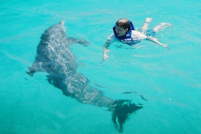 Dolphin and Snorkeling Activity in Panama City Florida - What to Expect on Your Dolphin and Snorkeling Tour