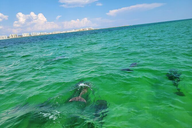 Dolphin and Sunset tour aboard the Hydro Rocket - Who Will Love This Tour?