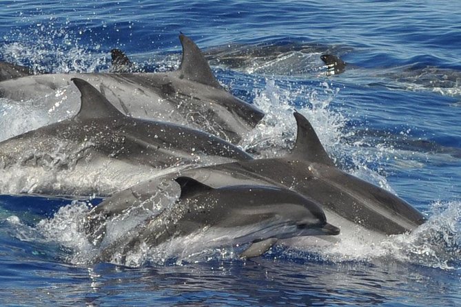 Dolphin and Whale Cruise in Puerto Rico, Gran Canaria - Inclusions and Meeting Details