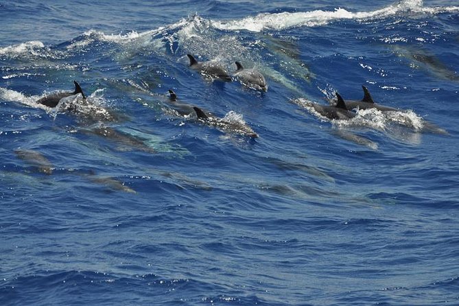Dolphin and Whale Cruise in Puerto Rico, Gran Canaria - Accessibility and Participation