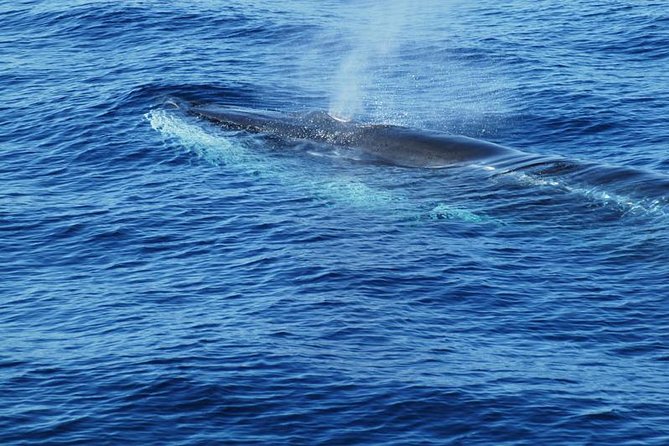 Dolphin and Whale Cruise in Puerto Rico, Gran Canaria - Customer Feedback and Tips