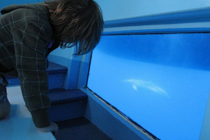 Dolphin and Whale Cruise in Puerto Rico, Gran Canaria - Seasonal Variations and Sightings