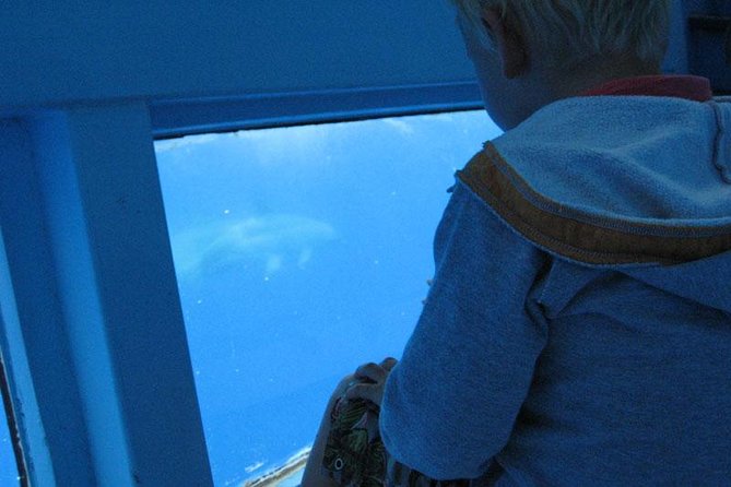 Dolphin and Whale Cruise in Puerto Rico, Gran Canaria - Photography and Videography Opportunities