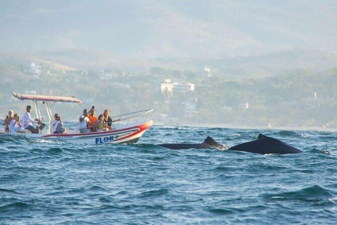 Dolphin and Whale Watching Boat Trip in Puerto Escondido - Setting Sail from Puerto Escondido