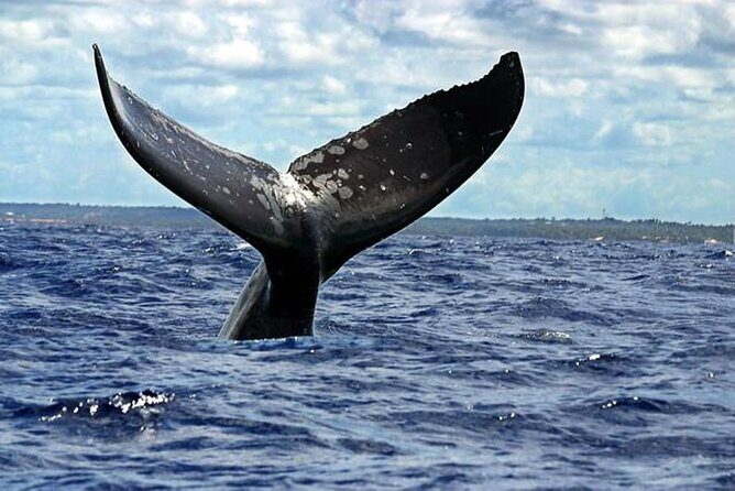 Dolphin and Whale Watching Boat Trip in Puerto Escondido - The Value Proposition