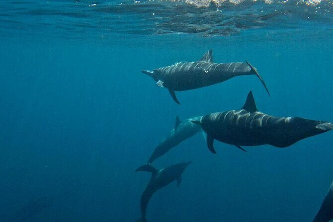 Dolphin and Whale Watching Boat Trip in Puerto Escondido - Unique Aspects That Stand Out