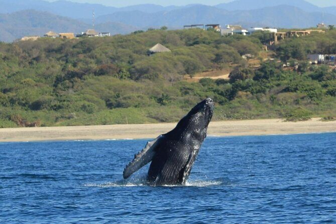 Dolphin and Whale Watching Boat Trip in Puerto Escondido - Practical Tips for Travelers
