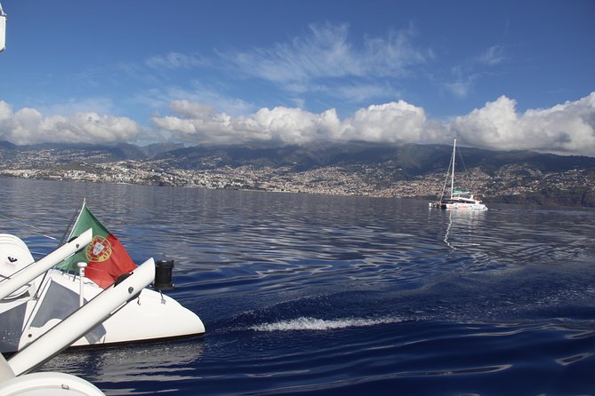 Dolphin and Whale Watching Catamaran Cruise From Funchal - Guest Experiences and Feedback