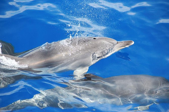Dolphin and Whale Watching Catamaran Cruise From Funchal - Nearby Attractions and Transportation