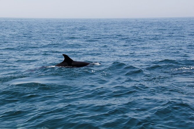Dolphin and Whale Watching in Lagos - Exploring the Lagos Coastline