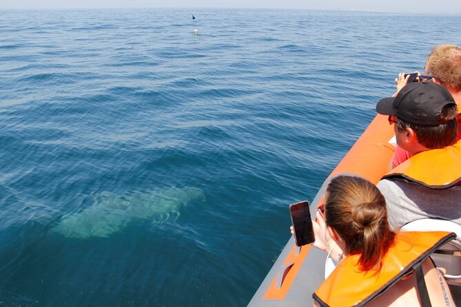 Dolphin and Whale Watching in Lagos - Encountering Diverse Marine Life