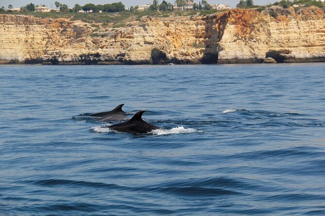 Dolphin and Whale Watching in Lagos - Health and Accessibility Considerations