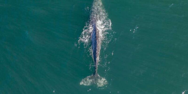 Dolphin and Whale Watching in Negombo - Frequently Asked Questions