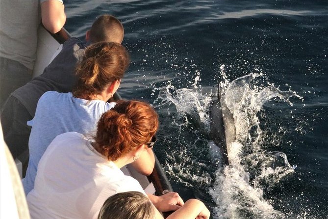 Dolphin and Whale Watching Sunset Cruise - Participant Guidelines and Accessibility