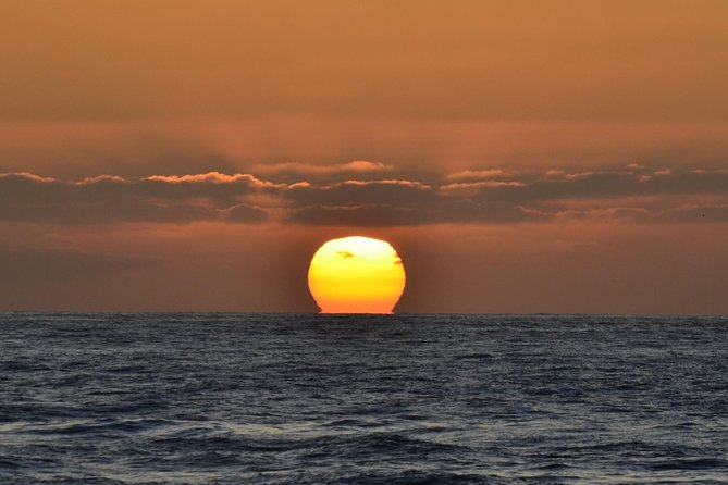 Dolphin and Whale Watching Sunset Cruise - Customer Reviews and Feedback