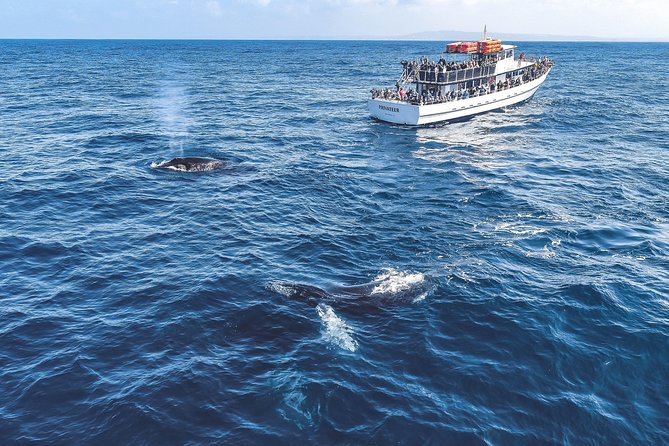 Dolphin and Whale Watching Sunset Cruise - Tips for a Memorable Experience