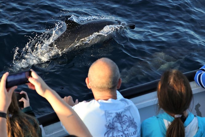 Dolphin and Whale Watching Sunset Cruise - Frequently Asked Questions