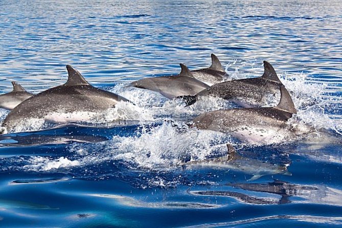 Dolphin and Whales Watching Cruise From Puerto Rico De Gran Canaria - Enchanting Sightings: Dolphins, Pilot Whales, and Minke Whales