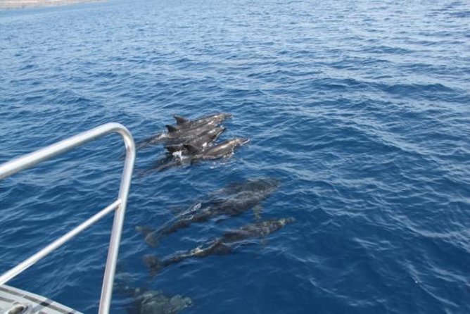 Dolphin and Whales Watching Cruise From Puerto Rico De Gran Canaria - Convenient Transportation and Meeting Point