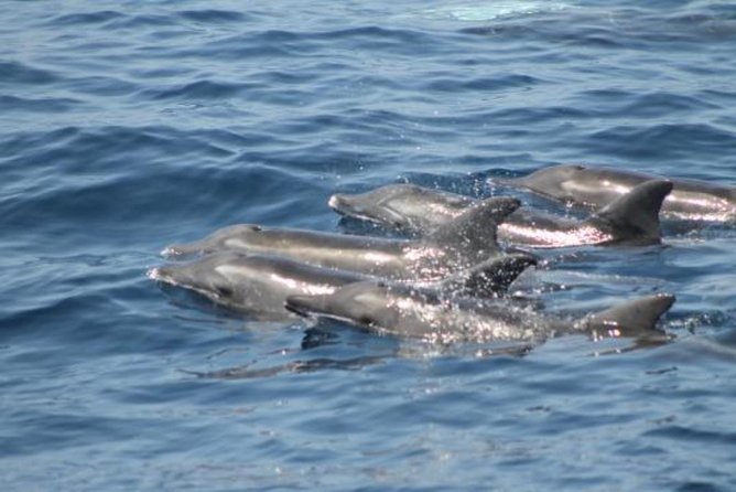 Dolphin and Whales Watching Cruise From Puerto Rico De Gran Canaria - Booking Details and Cancellation Policy