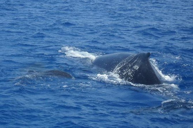 Dolphin and Whales Watching Cruise From Puerto Rico De Gran Canaria - Commitment to Environmental Conservation