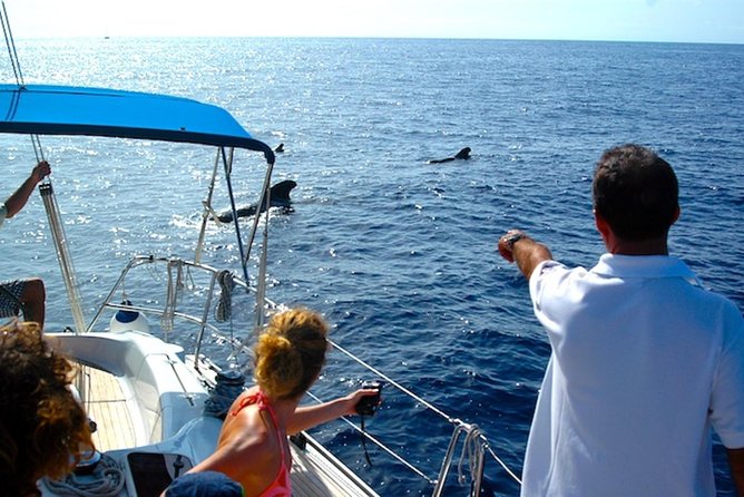 Dolphin and Whales Watching Cruise From Puerto Rico De Gran Canaria - Exploring the Wonders of the Ocean